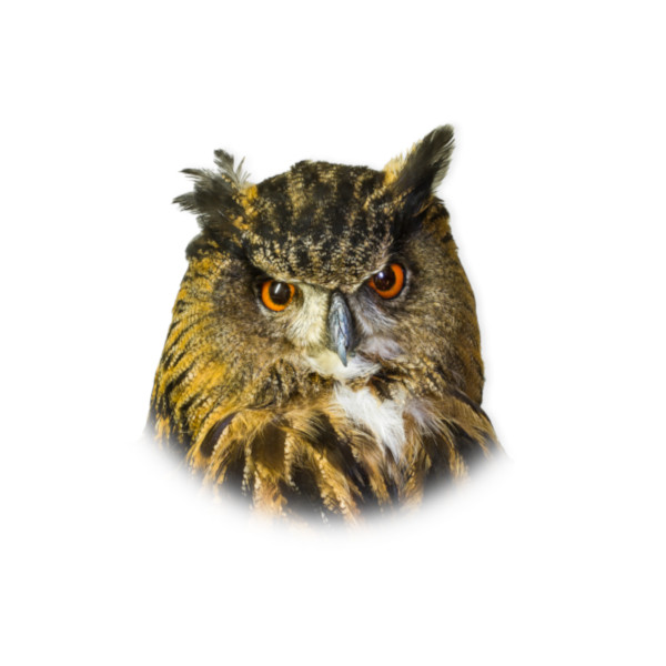 Latvijas putni - Atpazīsti skaņu - LNDM